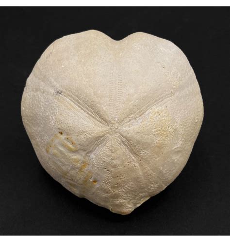 Fossils For Sale Fossils Rare British Cretaceous Echinoid From Swanley Kent England