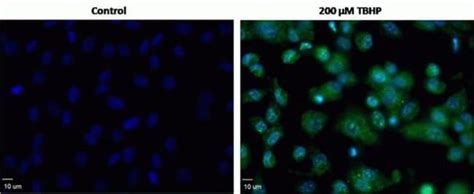 Cellrox™ Reagent Variety Pack For Oxidative Stress Detection
