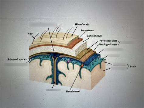 Layers Of The Brain Diagram Quizlet