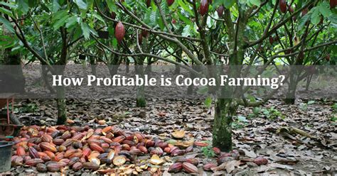 How Profitable Is Cocoa Farming A Profitability Analysis