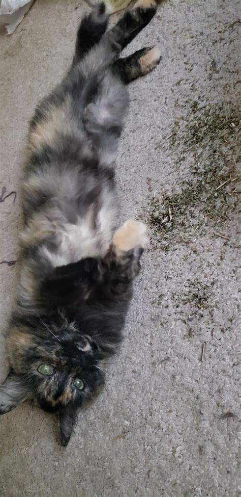 Someone Figured Out How To Get In The Catnip Container Cats Cat