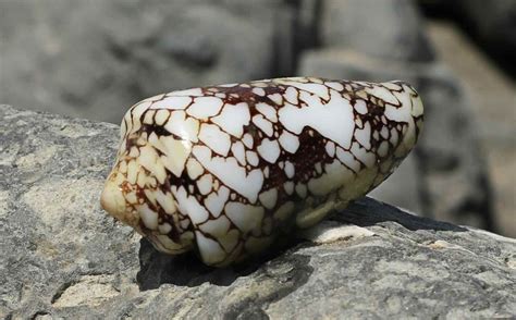 Secrets Of Cone Snail Toxins Decoded By Ai Could Lead To New Drug Discoveries The Debrief