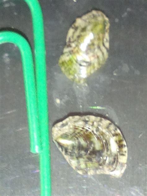 Did Any Body Identify The Micro Bivalve Which Seen On Seaweed