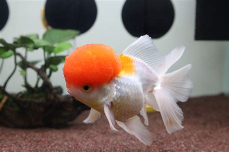금붕어키우기 오란다금붕어 꼬리끝에 피맺힘 소금욕 네이버 블로그
