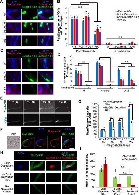 Cell Wall Integrity Sensing And Remodeling Are Involved In The Fungal Download High Quality