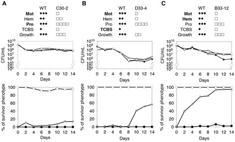 Competition Between Various Phenotypic Variants PVs Derived From Download Scientific Diagram
