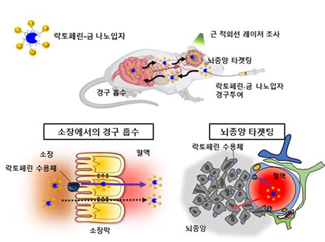 한양대 경구흡수형 뇌종양 치료제 개발