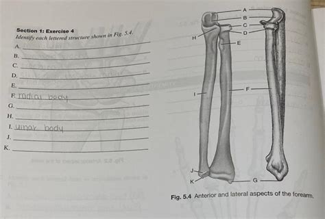 Solved Section 1 Exercise 4 Ldentify Each Lettered