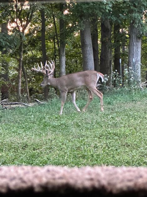 Guided Whitetail Deer Hunts First Class Trophy Ranch