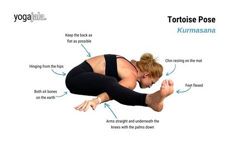 Tortoise Pose Kurmasana Deep Forward Fold Guide