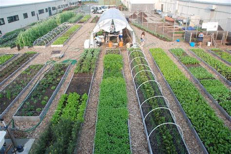 29 Surprising Benefits Of Urban Farming