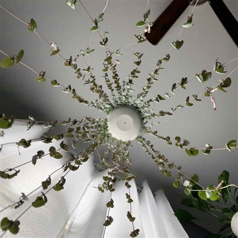 All About The Variety Care And History Of The String Of Hearts Plant