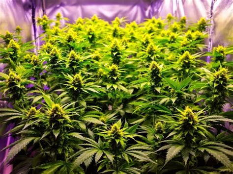 Autoflower 24 Hour Light Best Strains And Tips