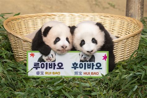 Wise Shining Treasures Twin Pandas Named Samsung C T Newsroom