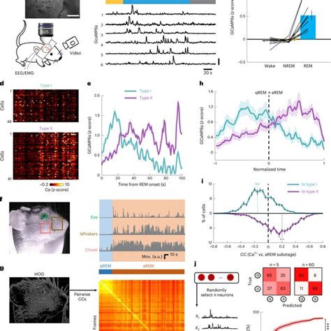 Selective Activation Of The Retrosplenial Cortex Rsc During Rem Sleep Download Scientific