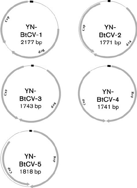 Organization Of The Five Novel Circular Ssdna Genomes Recovered From