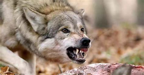 Dans La Drôme Un Loup Abattu Lors Dun Tir De Défense Durant Une