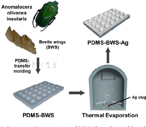 Figure 1 From Flexible Pdms Based Sers Substrates Replicated From