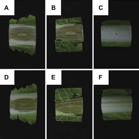 Soft Rot Disease Caused By Pectobacterium Versatile Knub 02 21 In Download Scientific Diagram