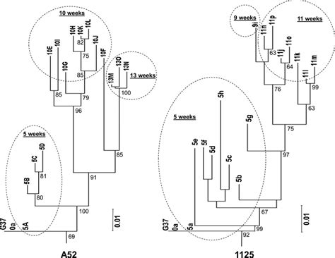 phylogram trees based on the neighbor joining method using predicted
