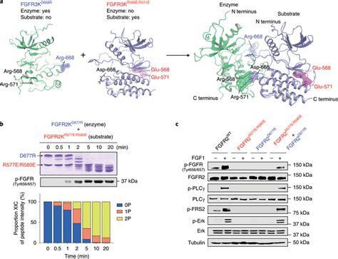 In Vitro And In Vivo Complementation Assays Reinforce The Existence Of