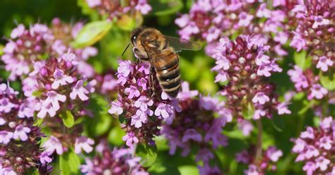 14 Plants That Help Control Erosion The Garden Magazine