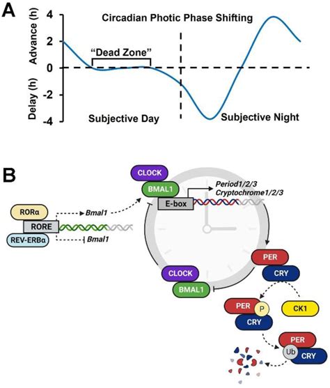 Circadian Rhythms And Inflammatory Diseases Of The Liver And Gut Pmc
