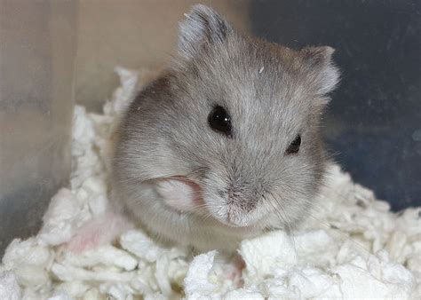 Periwinkle Bathingqt By Robotte On Deviantart