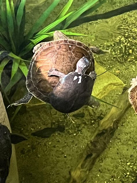 Very Horny Musk Turtle At Snake Discovery Today Lol R Turtles