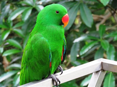 Parrot Vogel Mooie Schattige Gratis Foto Op Pixabay