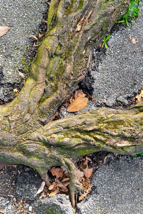 Old Tree Roots Destroy The Asphalt Road Pavement Close Up Stock Image Image Of Leaf Destroy
