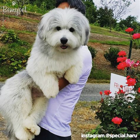 말티즈시베리안 허스키 말스키에 대해 알아보자 비마이펫