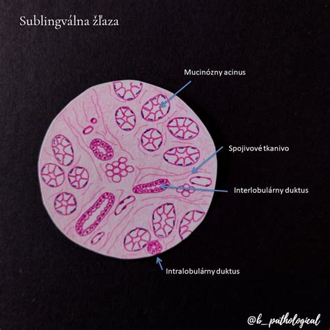 Histology Sublingual Gland