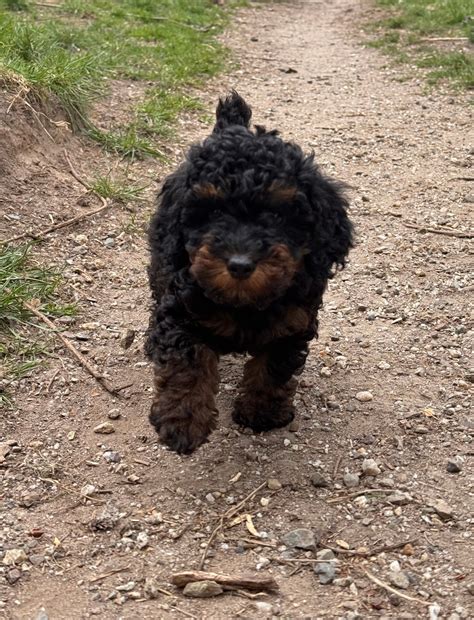 Onze Havapoo And Cockapoos Havapoo And Cockapoo And Retromopsen Van Poedel Tot Doodle