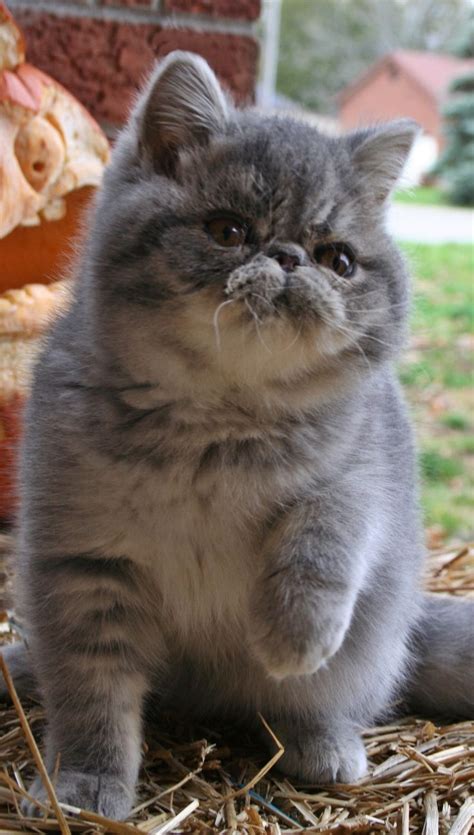 32 Best Shorthair Persians Images On Pinterest Cute Kittens Exotic