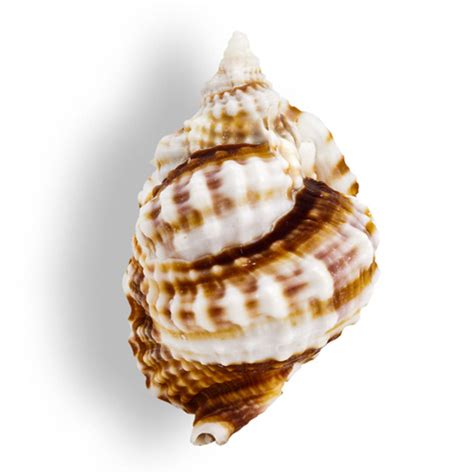 Shell