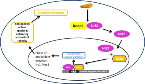 Nrf2 Transcription Factor Regulates The Expression Of Antioxidant And