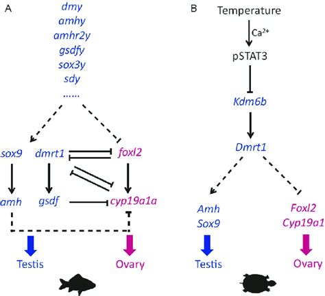 Gene Network Of Sexual Fate In GSD Fish A And TSD Turtle B Genes Download Scientific