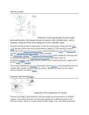 Understanding the Nervous System: Neuron Anatomy and Function | Course Hero