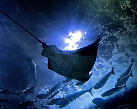 Sting Ray Photograph By Stephen Dilley Fine Art America
