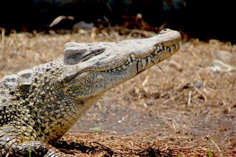 Global Assessment States One In Five Reptile Species Facing Extinction
