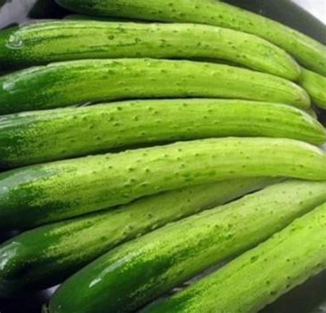 오이 한박스10kg 헬로마켓