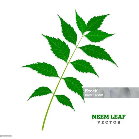 Daun Nimba Terisolasi Ilustrasi Vektor Ilustrasi Stok Unduh Gambar Sekarang Pohon Neem Daun