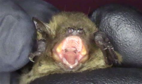 Soprano Pipistrelle Bats Research And Training