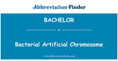 Bachelor Significa Cromosoma Artificial Bacteriano Bacterial