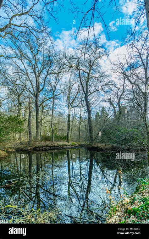 In The Forest Small Pond And Trees Stock Photo Alamy