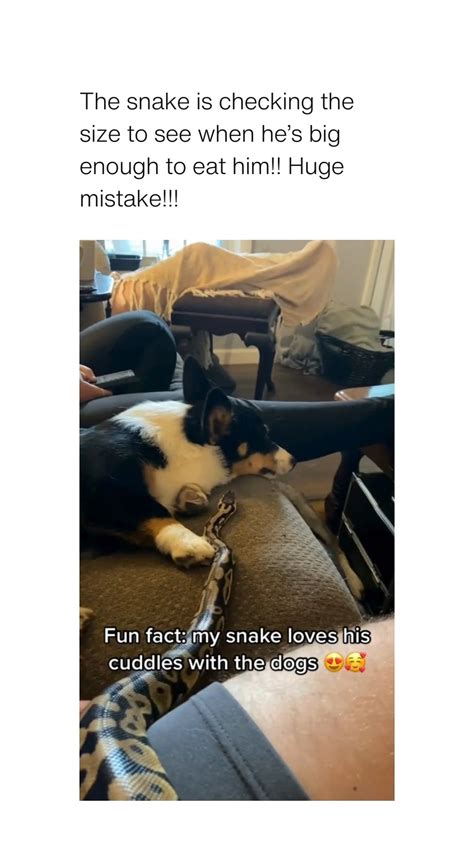 Memes Why Are People Trying To Convince You A Ball Python Of All Snakes Is Going To Eat Your