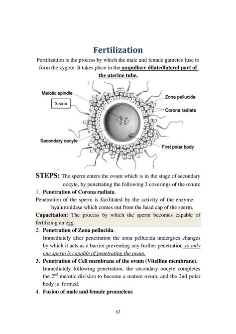 Fertilization Fertilization Fertilization Is The Process By Which The Male And Female Gametes