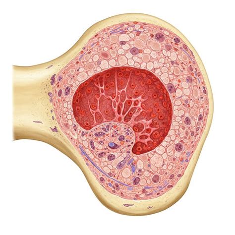 Cross Section Of Human Bone Depicting Detailed Anatomy The Outer