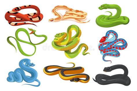 Python Snakes Collection Stock Vector Illustration Of Coil 12965918